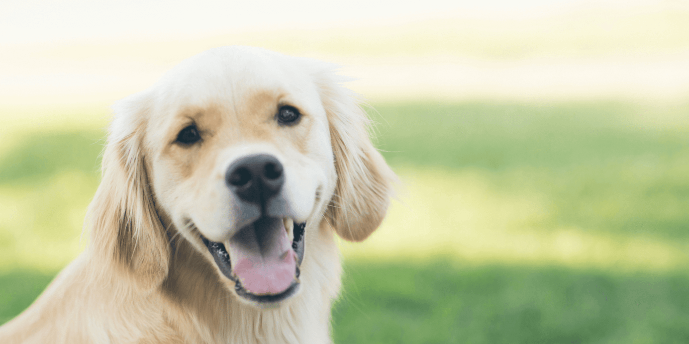 14 Most Common Golden Retriever Health Issues
